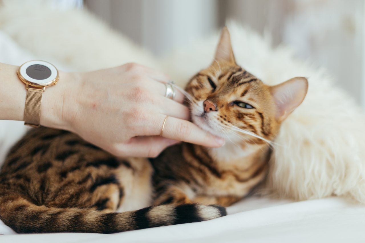Things To Know When Your Cat Has Diabetes BCP Veterinary Pharmacy