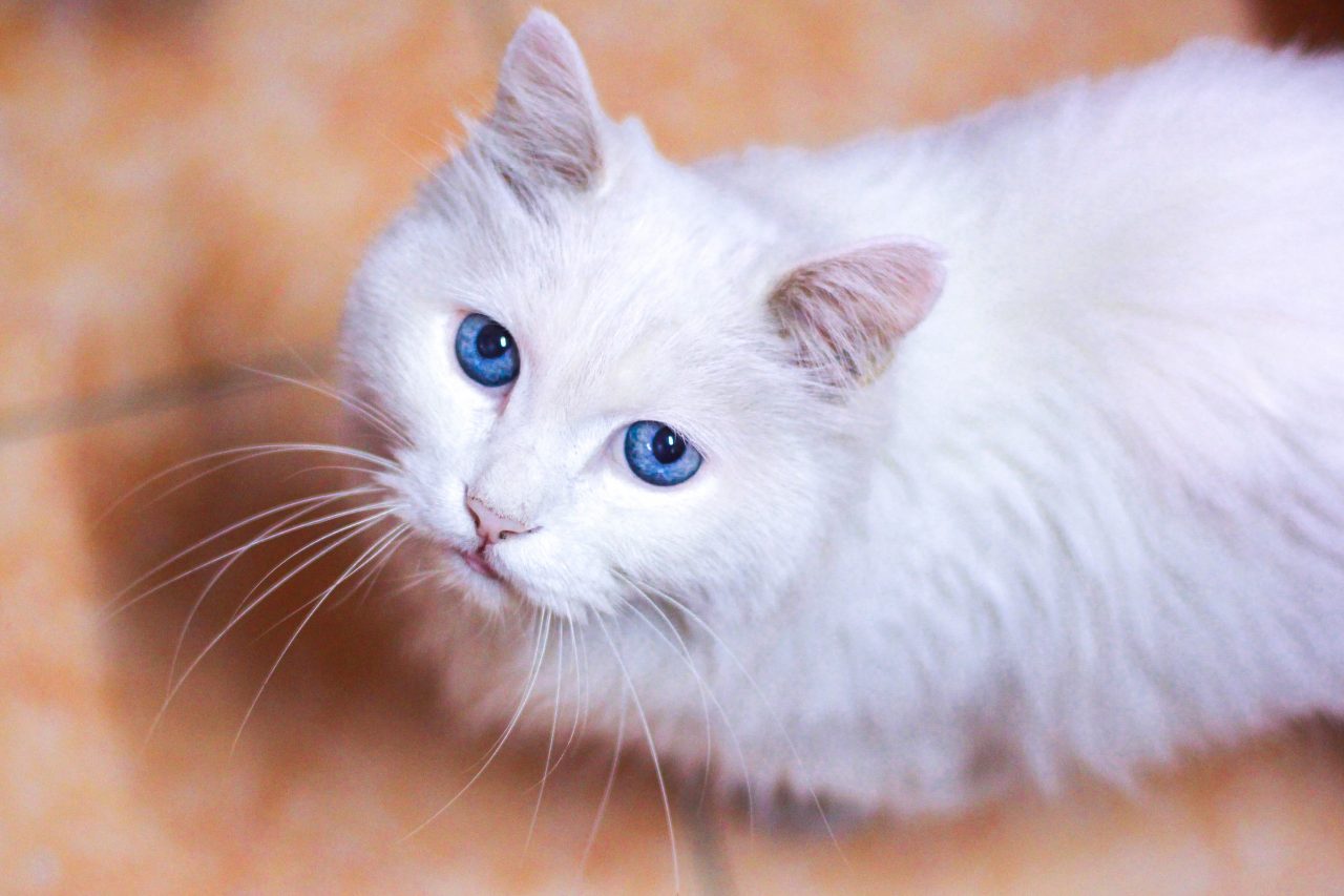 Things To Know When Your Cat Has Diabetes BCP Veterinary Pharmacy